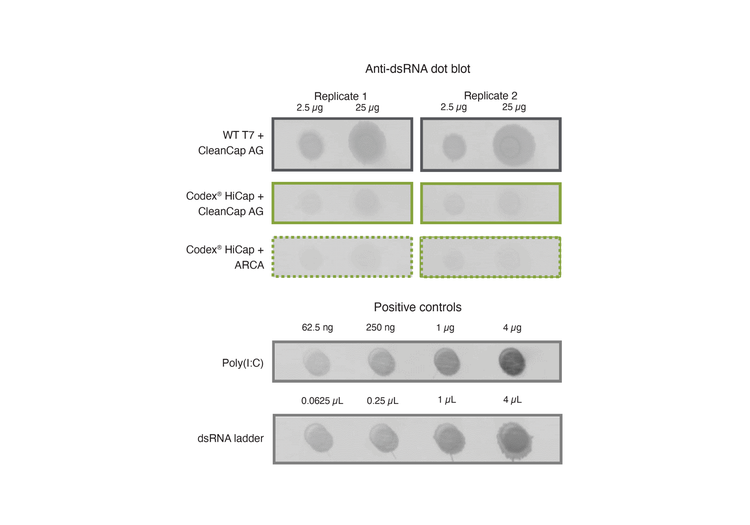 Codex HiCap RNA Polymerase | Aldevron